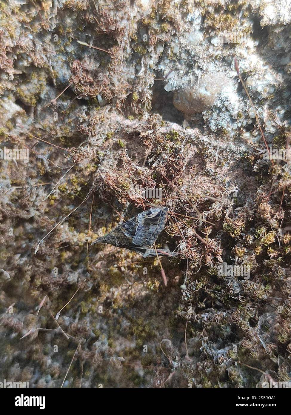 Lantana Defoliator (Hypena laceratalis), Insecta, Kyauk Ka Lat Stock ...