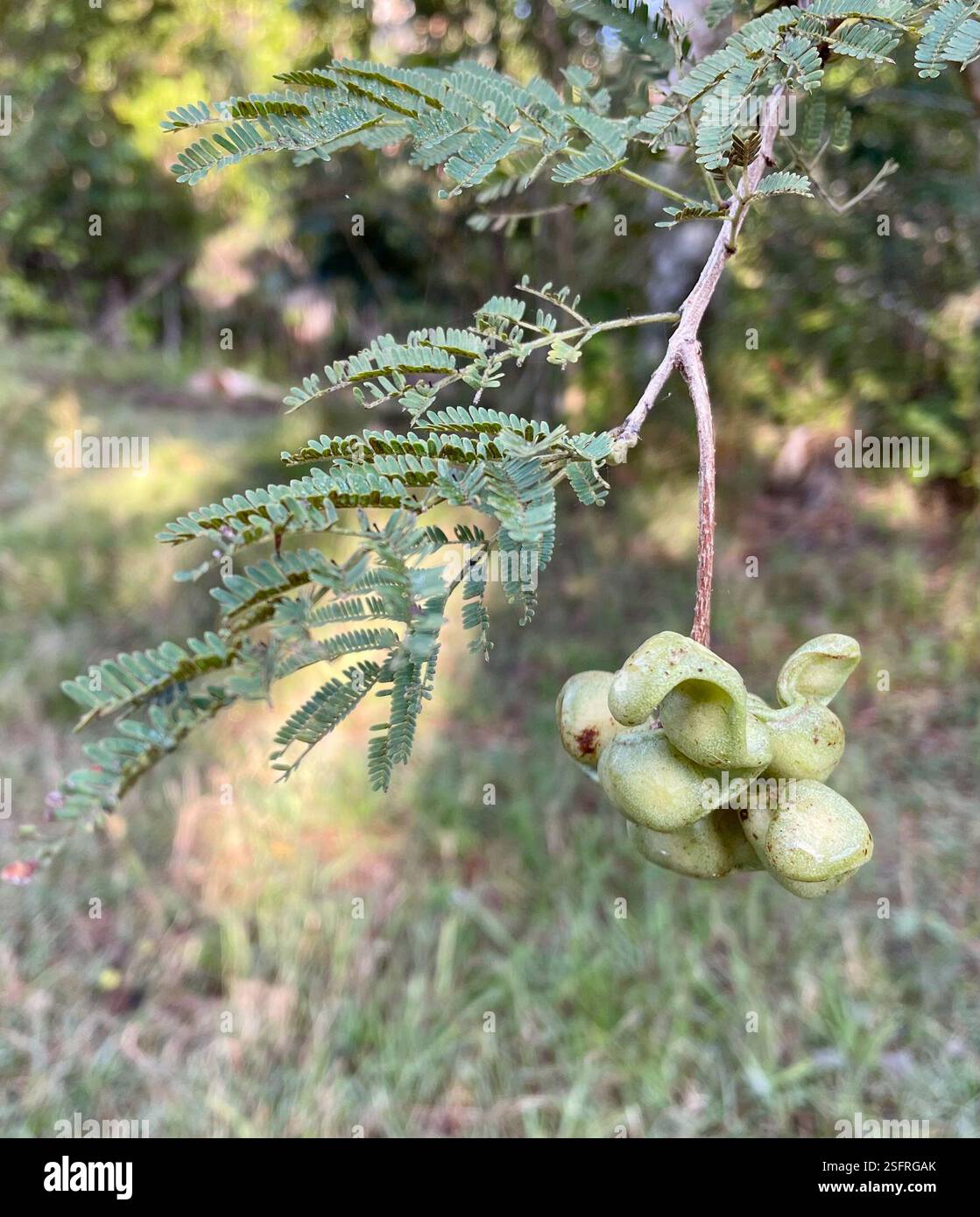 aroma (Dichrostachys cinerea), Plantae, Pinar del Río, CU, Aroma ...
