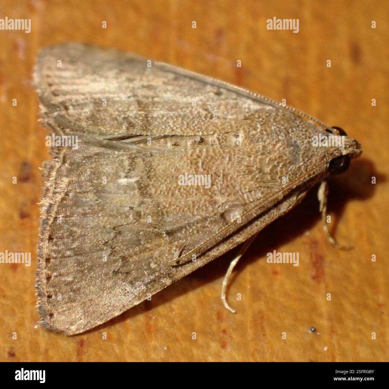 Oriental Eight-spot (Amyna axis), Insecta, Santo Antão, Cape Verde, CV ...