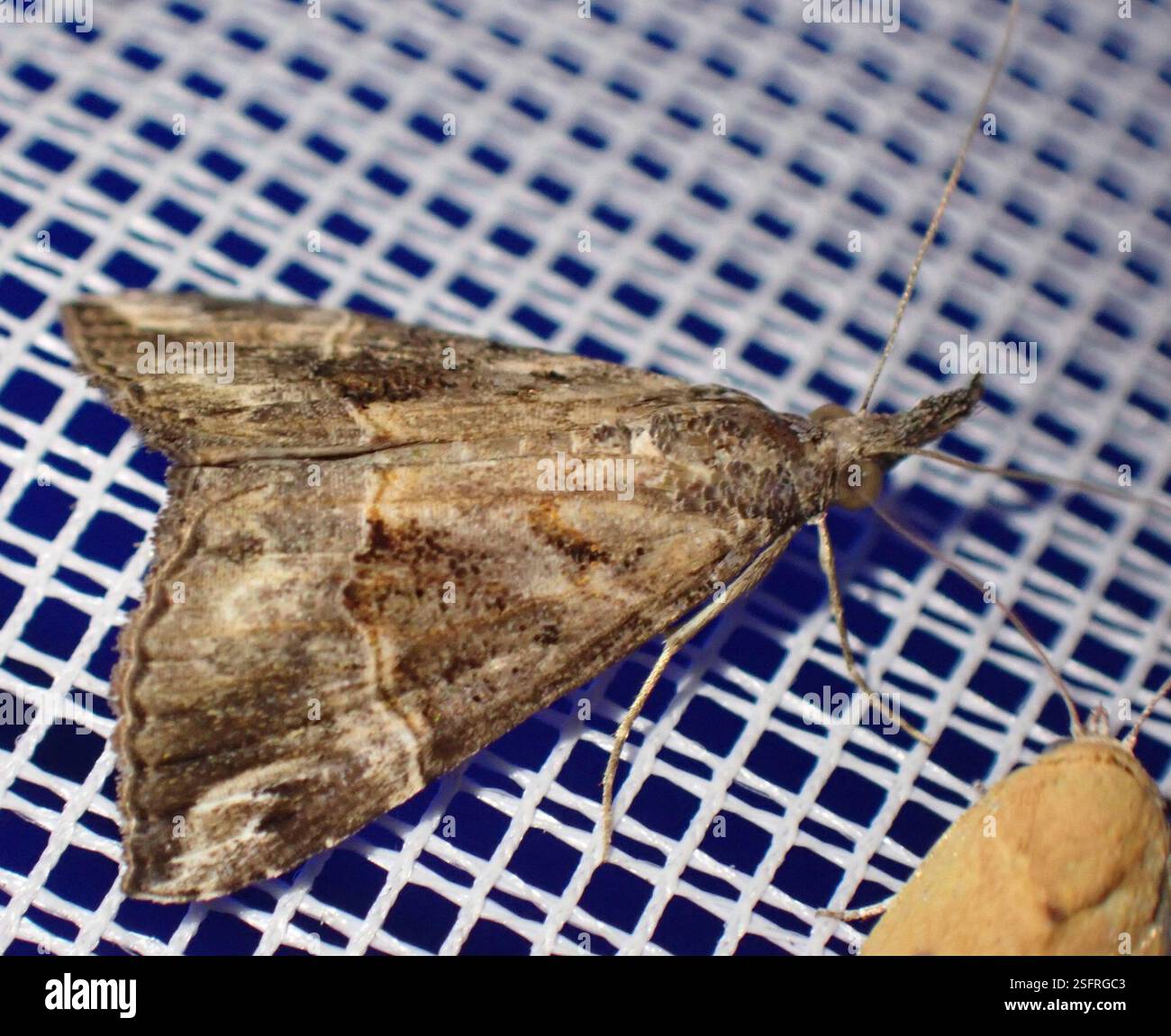Lantana Defoliator (Hypena laceratalis), Insecta, Santo Antão, Cape ...