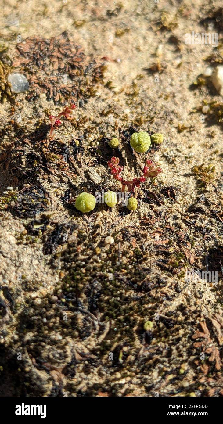 Starworts (Asterella), Plantae, Summit Valley Edmund D. Edelman Park ...
