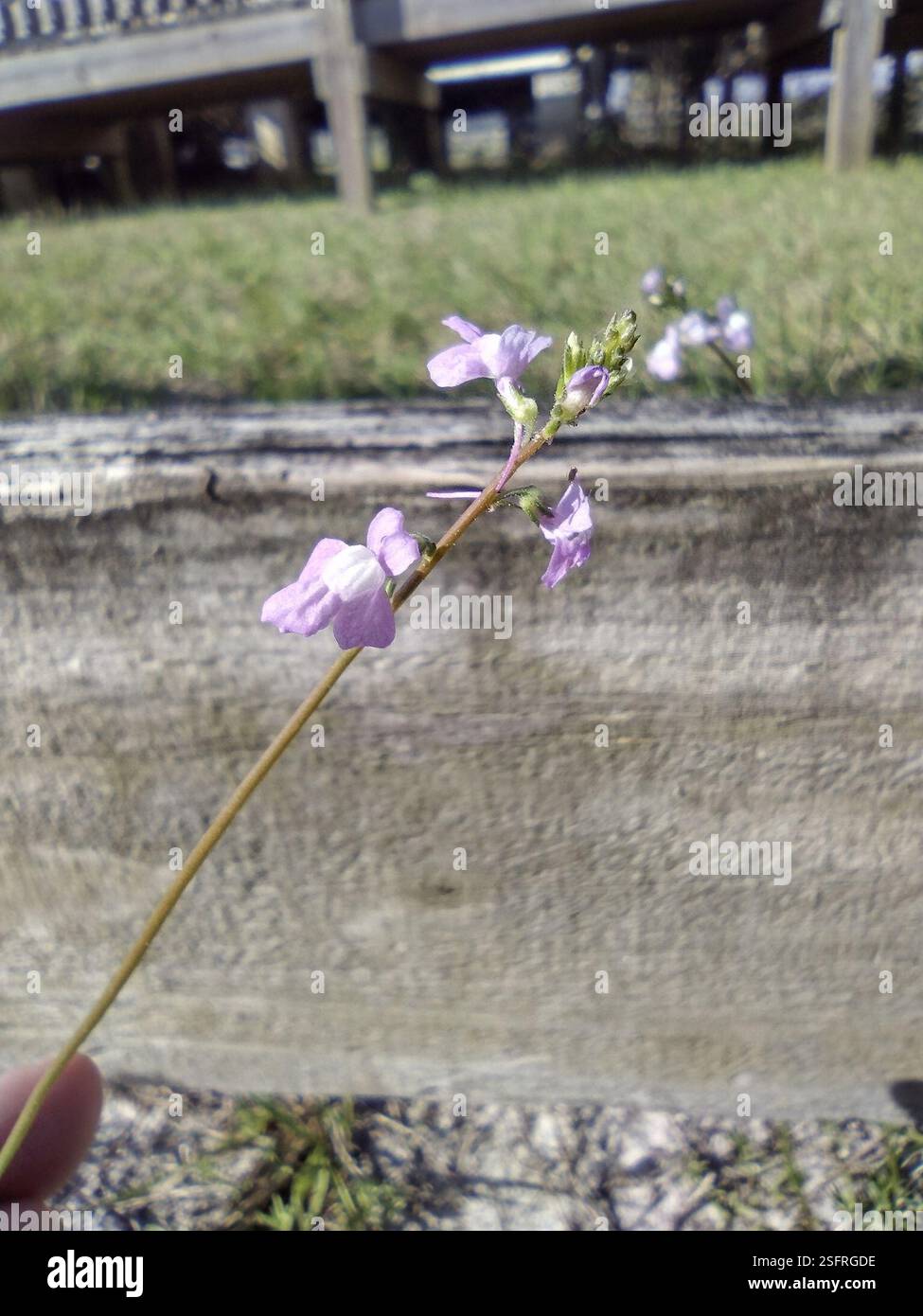 blue toadflax (Nuttallanthus canadensis), Plantae, Flagler County, US ...