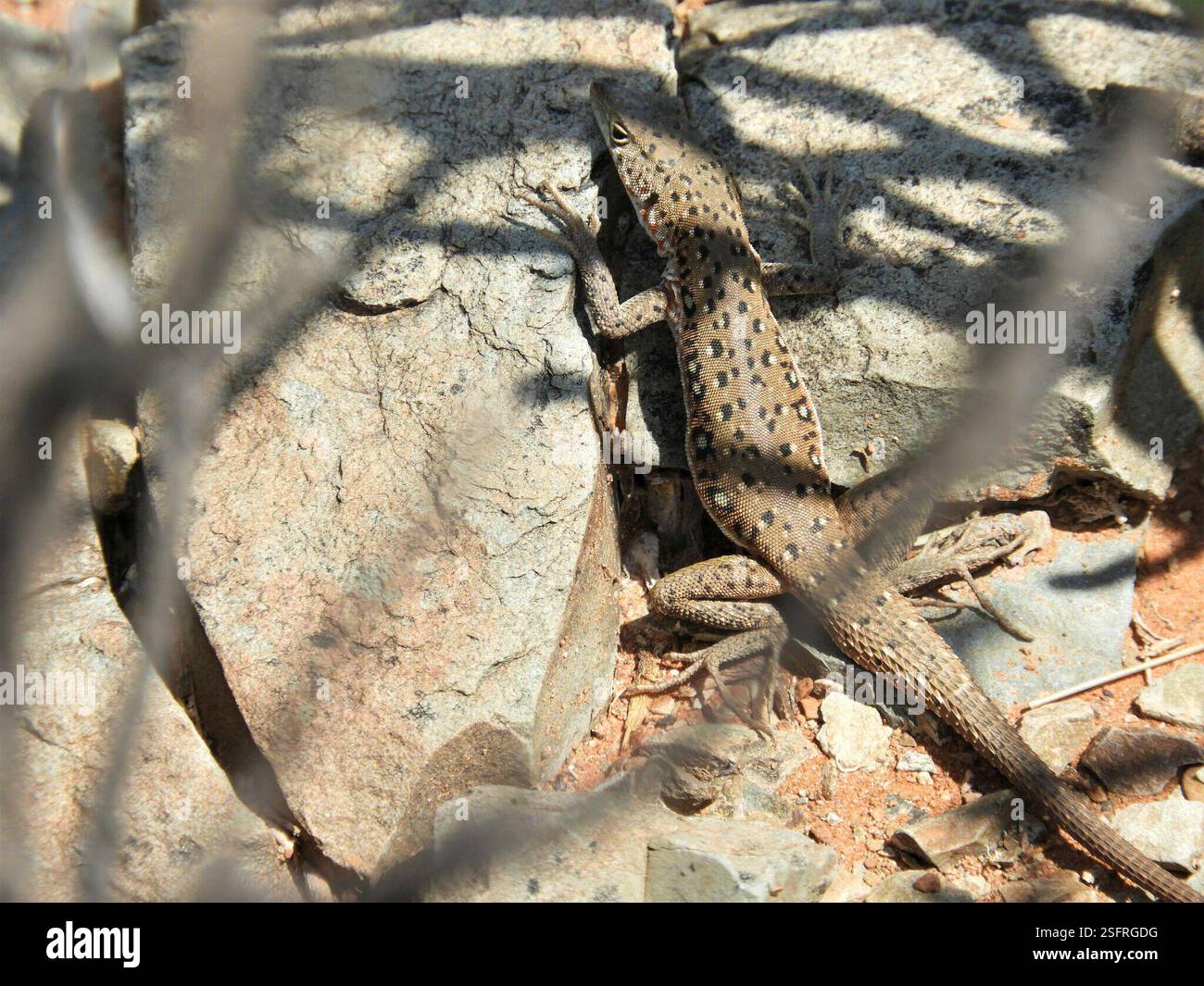 Spotted Sand Lizard (Pedioplanis lineoocellata), Reptilia, Ubuntu Local ...