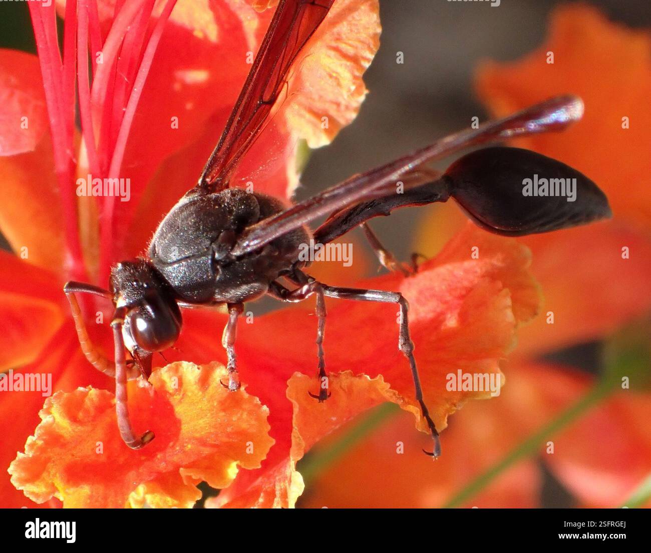 Black Mud Wasp (Delta emarginatum), Insecta, Santo Antão, Cape Verde ...