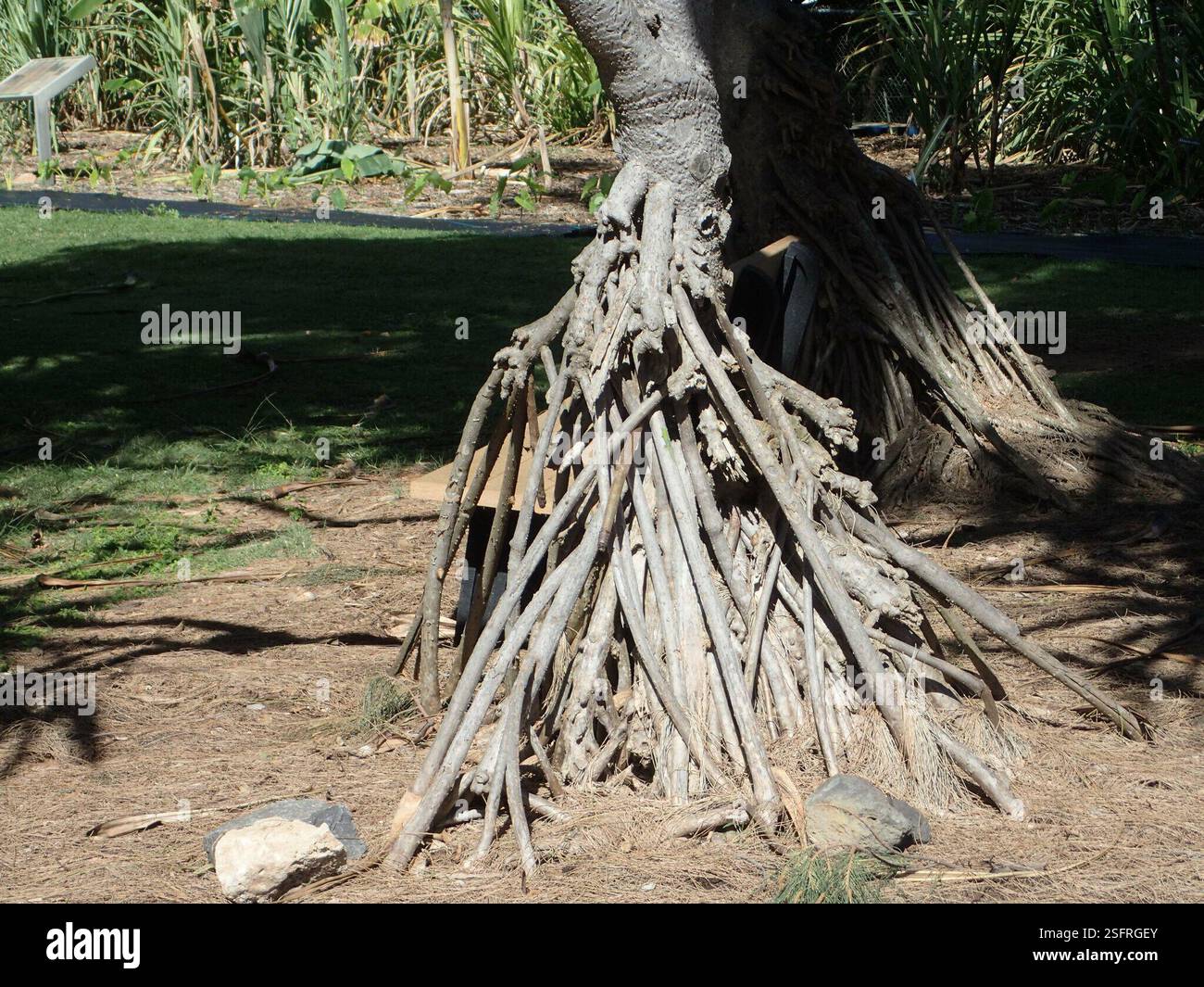 thatch screwpine (Pandanus tectorius), Plantae, Kahului, HI, USA Stock ...