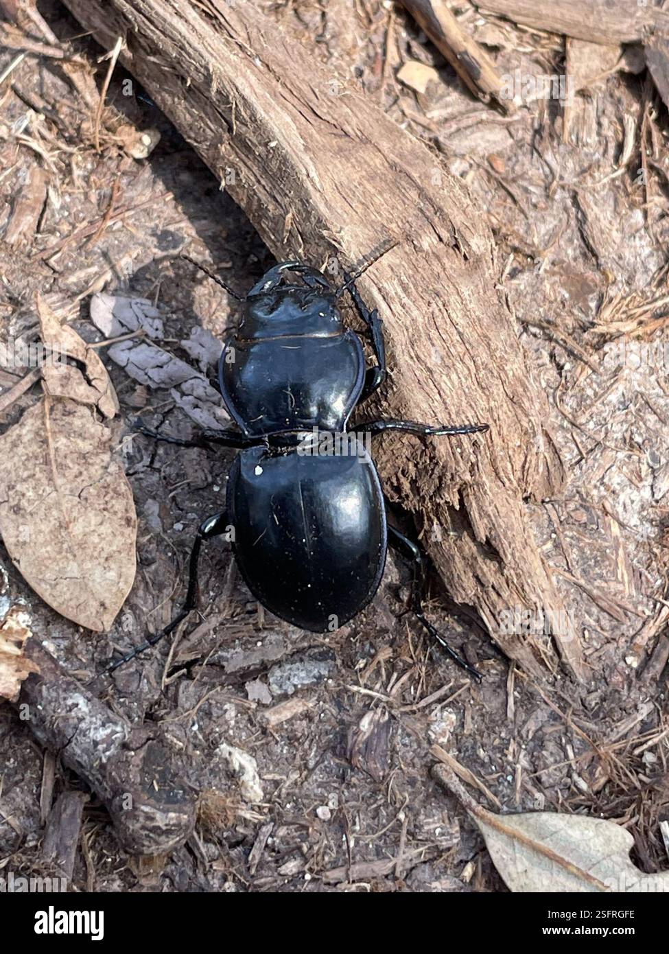 Warrior Beetles (Pasimachus), Insecta, Lady Bird Johnson Wildflower ...