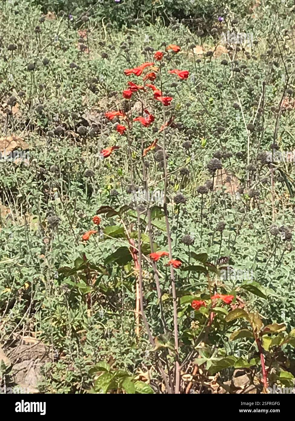 Red larkspur (Delphinium nudicaule), Plantae, Swartz Canyon, Napa ...