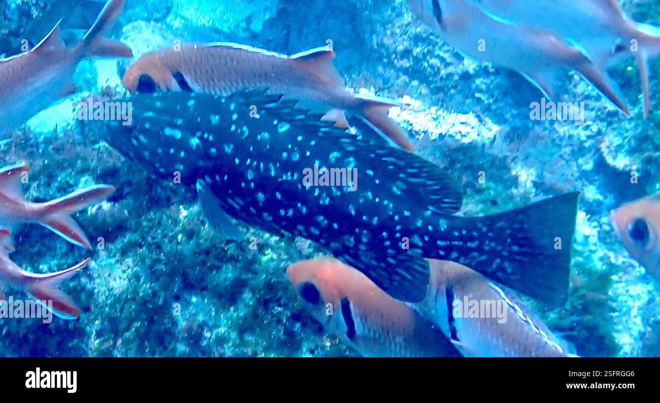 Island Grouper (Mycteroperca fusca), Actinopterygii, Cape Verde Stock ...