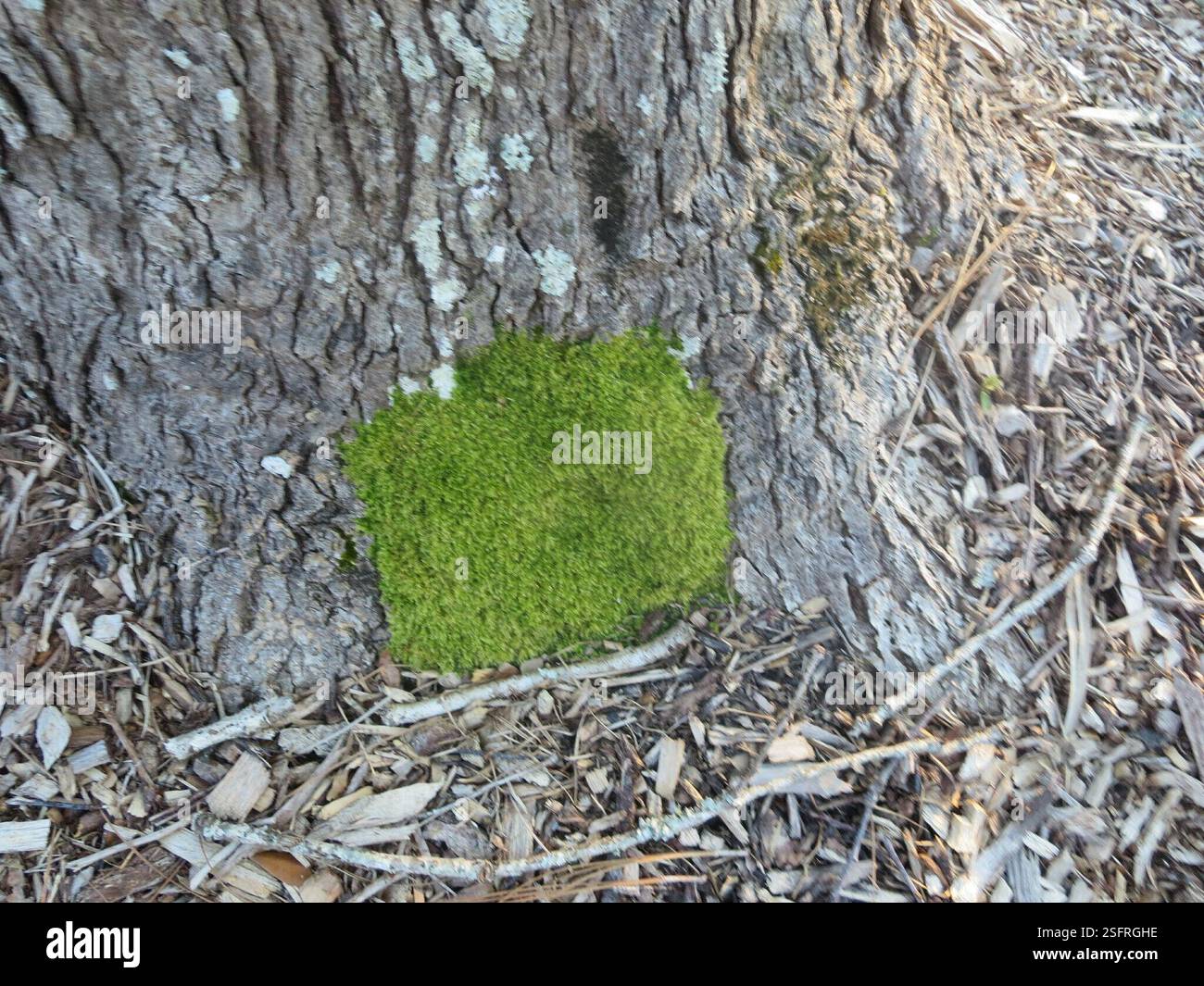 mosses (Bryophyta), Plantae, Windsor Forest, Savannah, GA, USA Stock ...