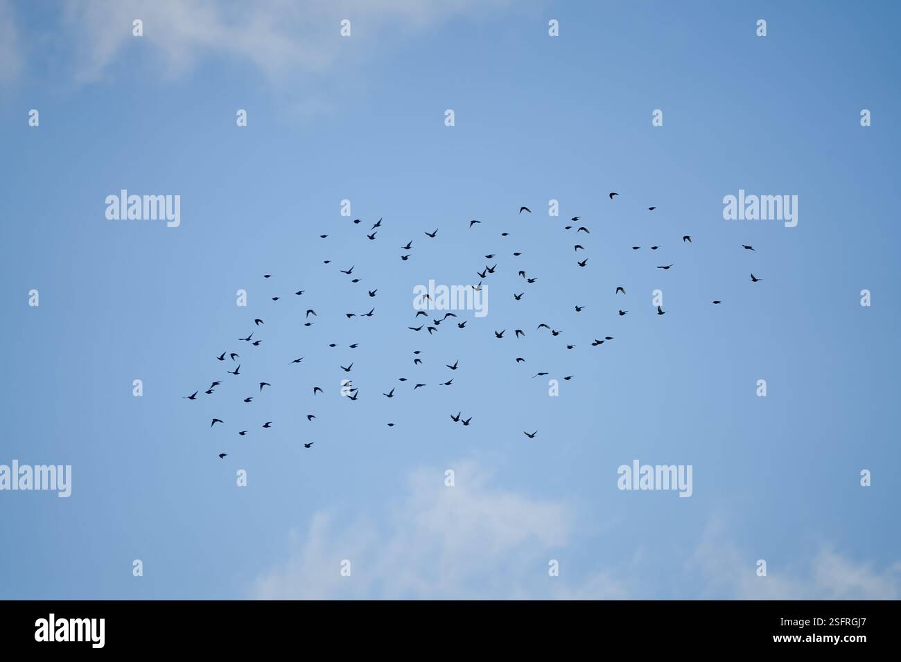 a large flock of winter starlings (Sturnus vulgaris Stock Photo - Alamy