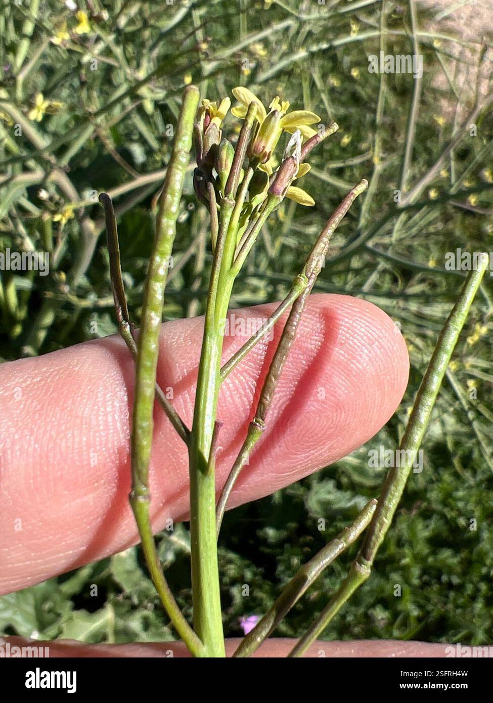 Saharan Mustard (Brassica tournefortii), Plantae, Anza-Borrego Desert ...