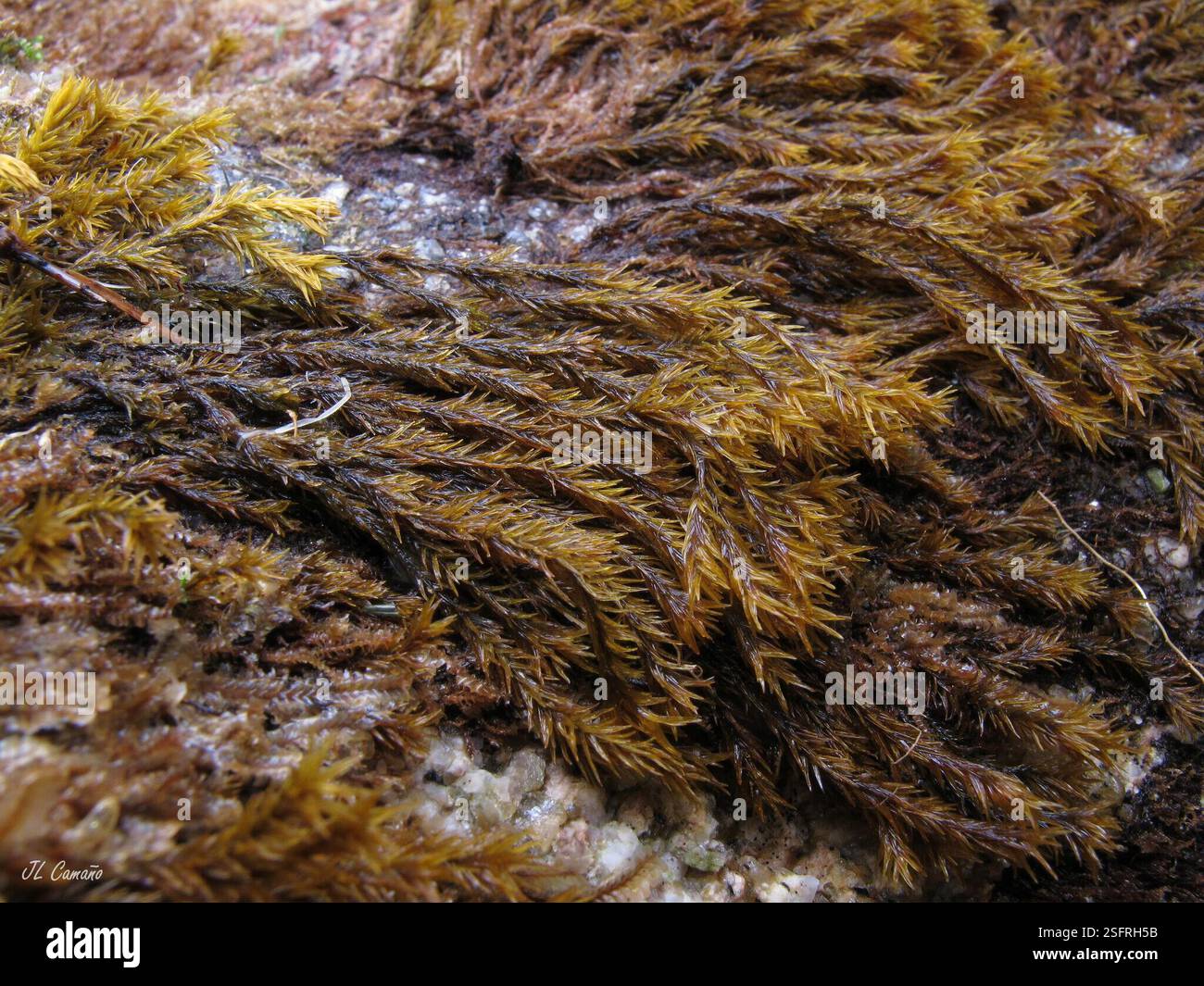 Narrow-leaved Fringe-moss (Racomitrium aquaticum), Plantae, Pontevedra ...