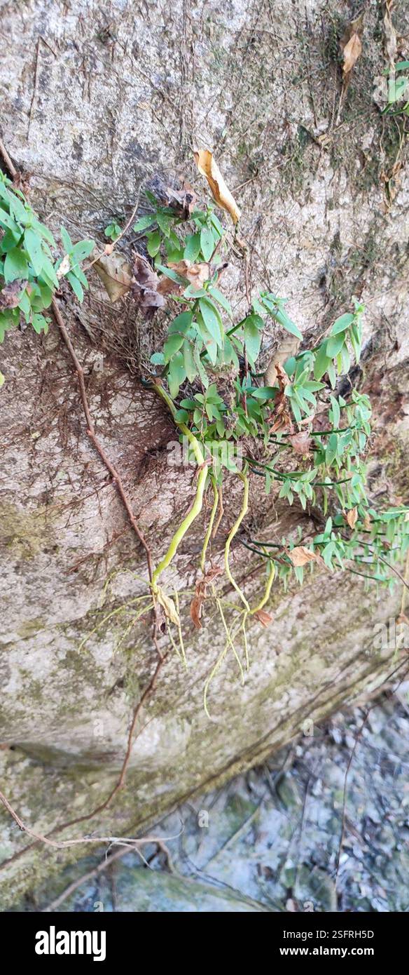radiator plants (Peperomia), Plantae, 48259 Jal., México Stock Photo ...