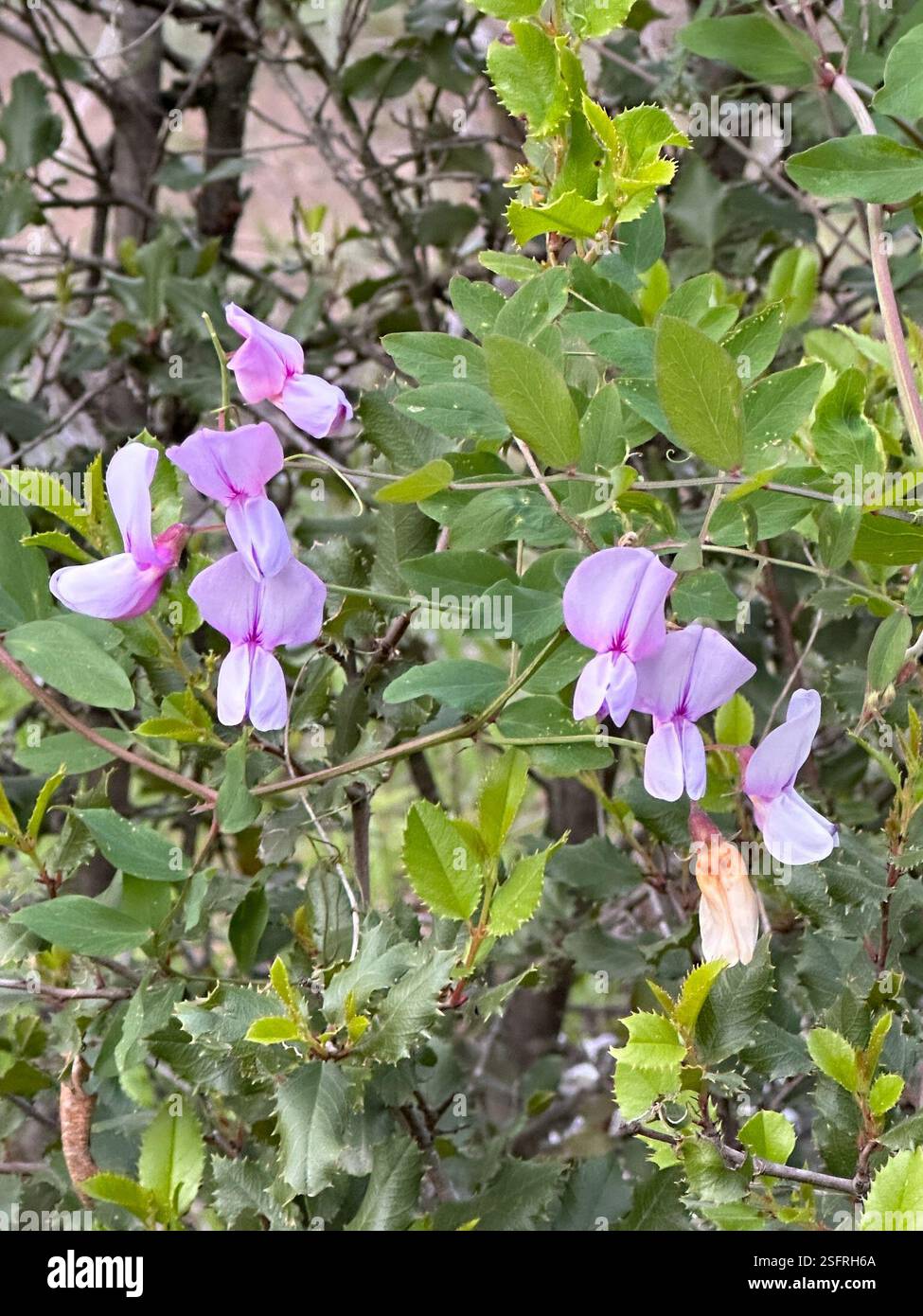 Pacific pea (Lathyrus vestitus), Plantae, Whiting Ranch Wilderness Park ...