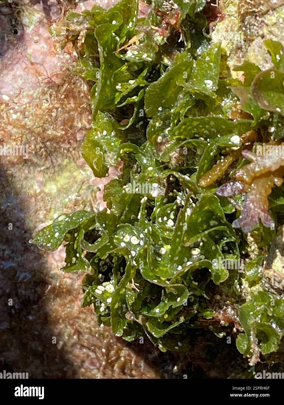 Broadleaf Sea Lettuce (Ulva lactuca), Plantae, Mallorca, Campos, Balearen, ES Stock Photo - Alamy