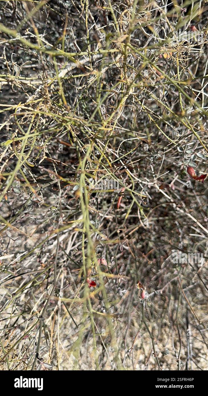 shrubby deervetch (Acmispon rigidus), Plantae, Anza-Borrego Desert ...