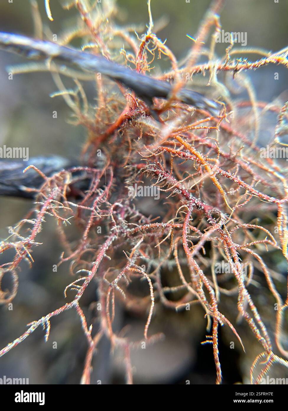 Red Beard Lichen (Usnea rubicunda), Fungi, Montaña de Oro State Park ...