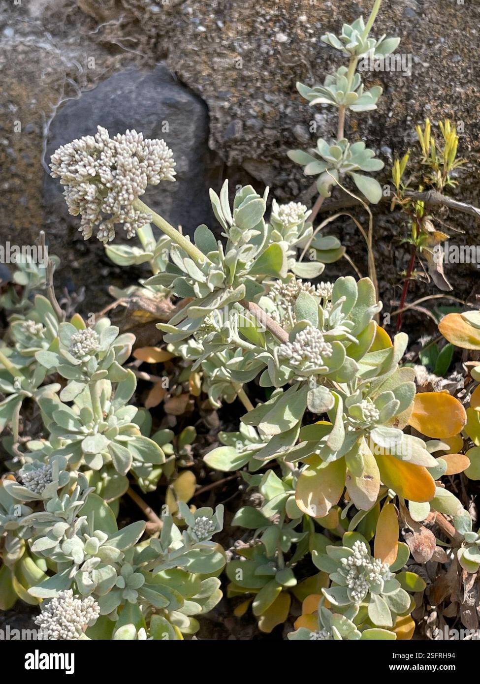 (Polycarpaea gayi), Plantae, Santo Antão, Cape Verde, CV Stock Photo ...