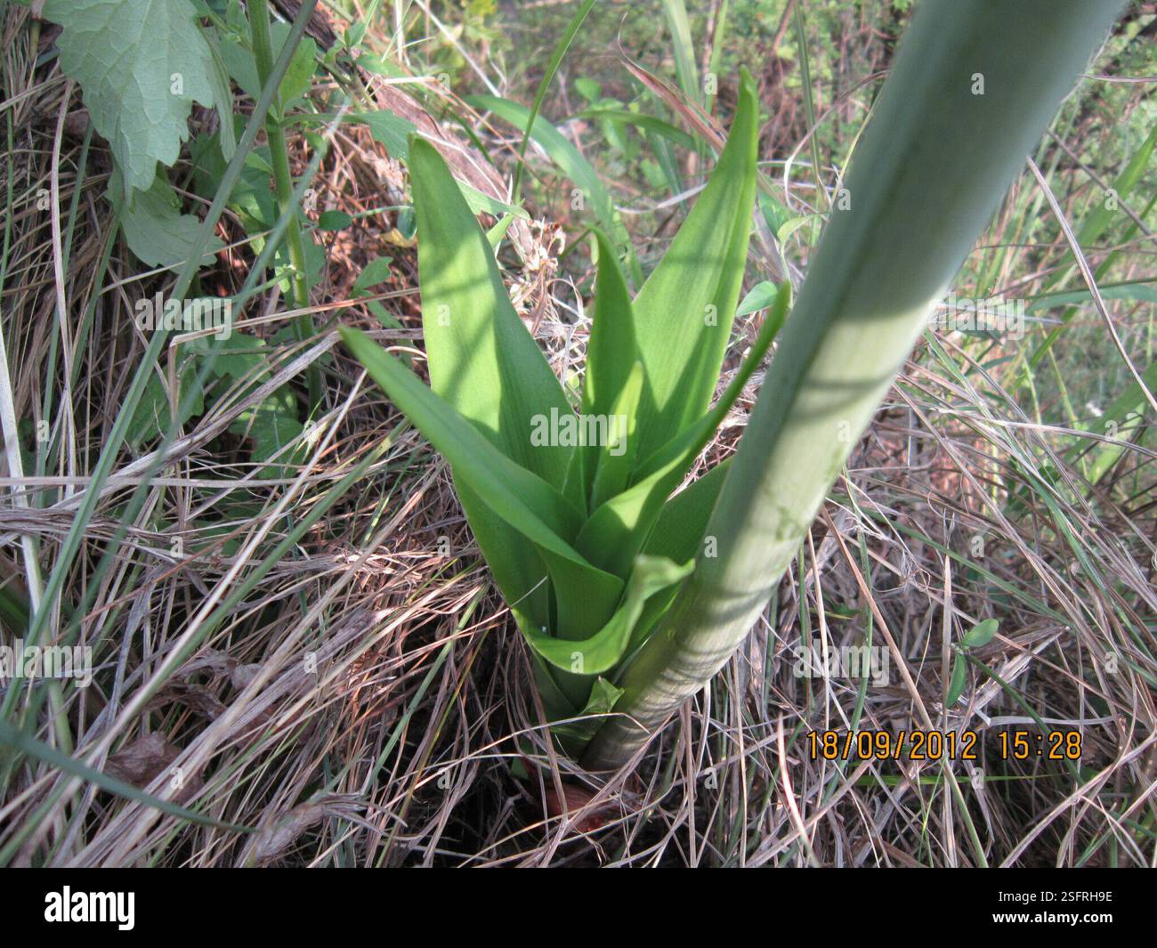 Satin Squill (Drimia elata), Plantae, uMgungundlovu District ...