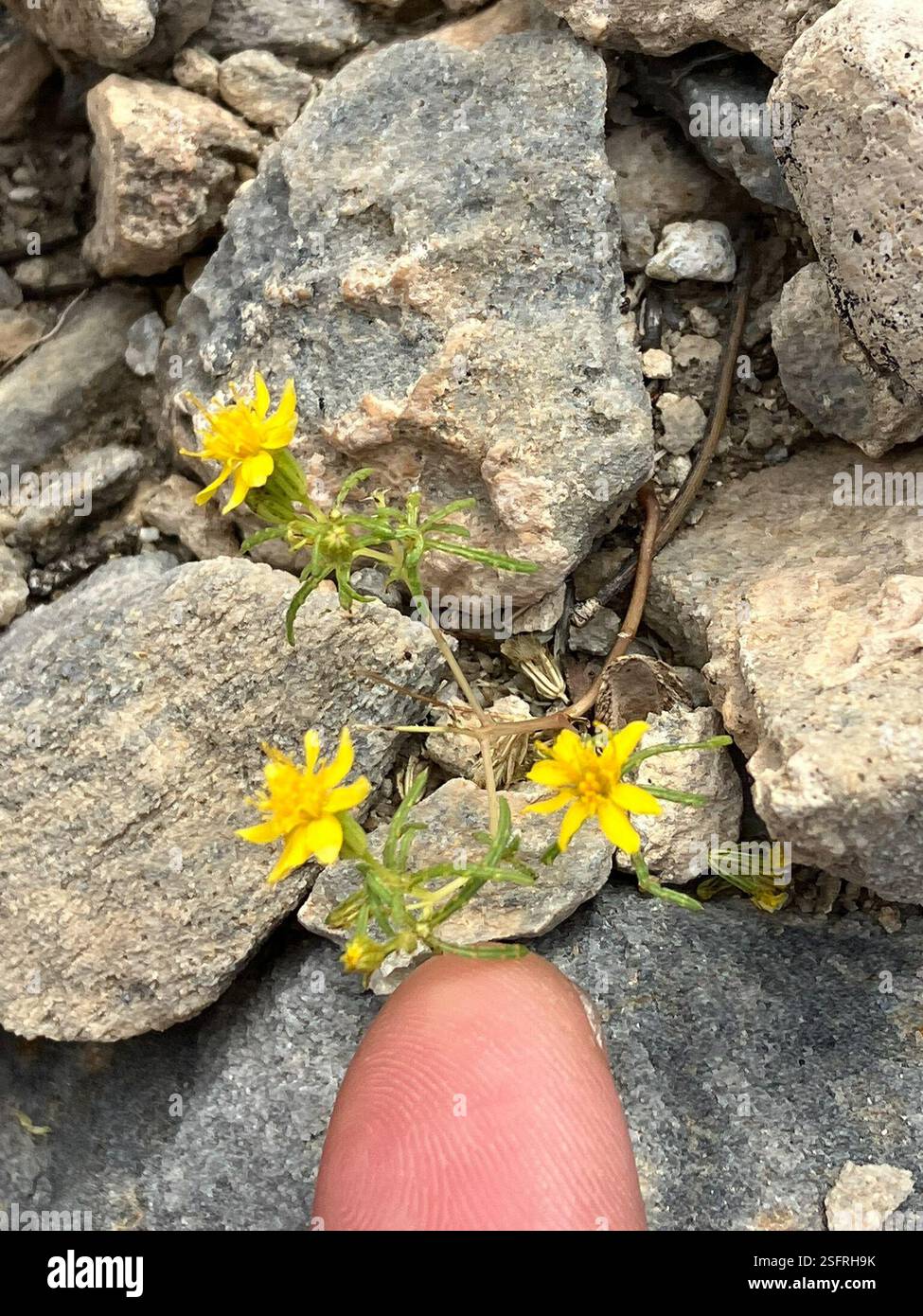 Chinchweed (Pectis papposa), Plantae, Mojave National Preserve, San ...