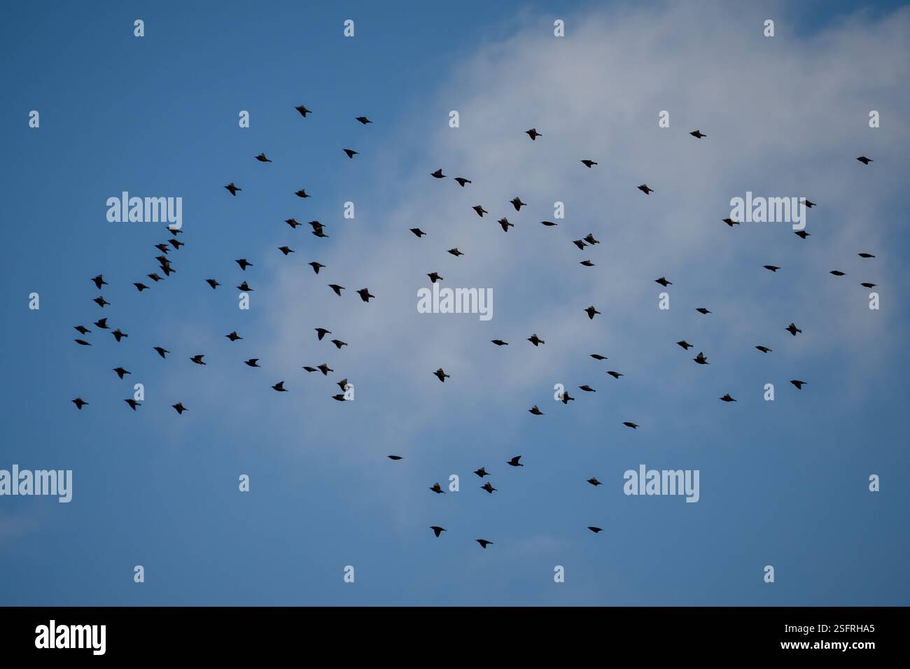 a large flock of winter starlings (Sturnus vulgaris Stock Photo - Alamy