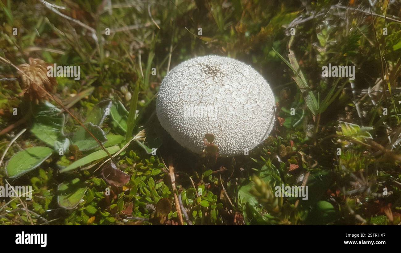 (Lycoperdon), Fungi, 7875, New Zealand, Earth ball type fungus with ...