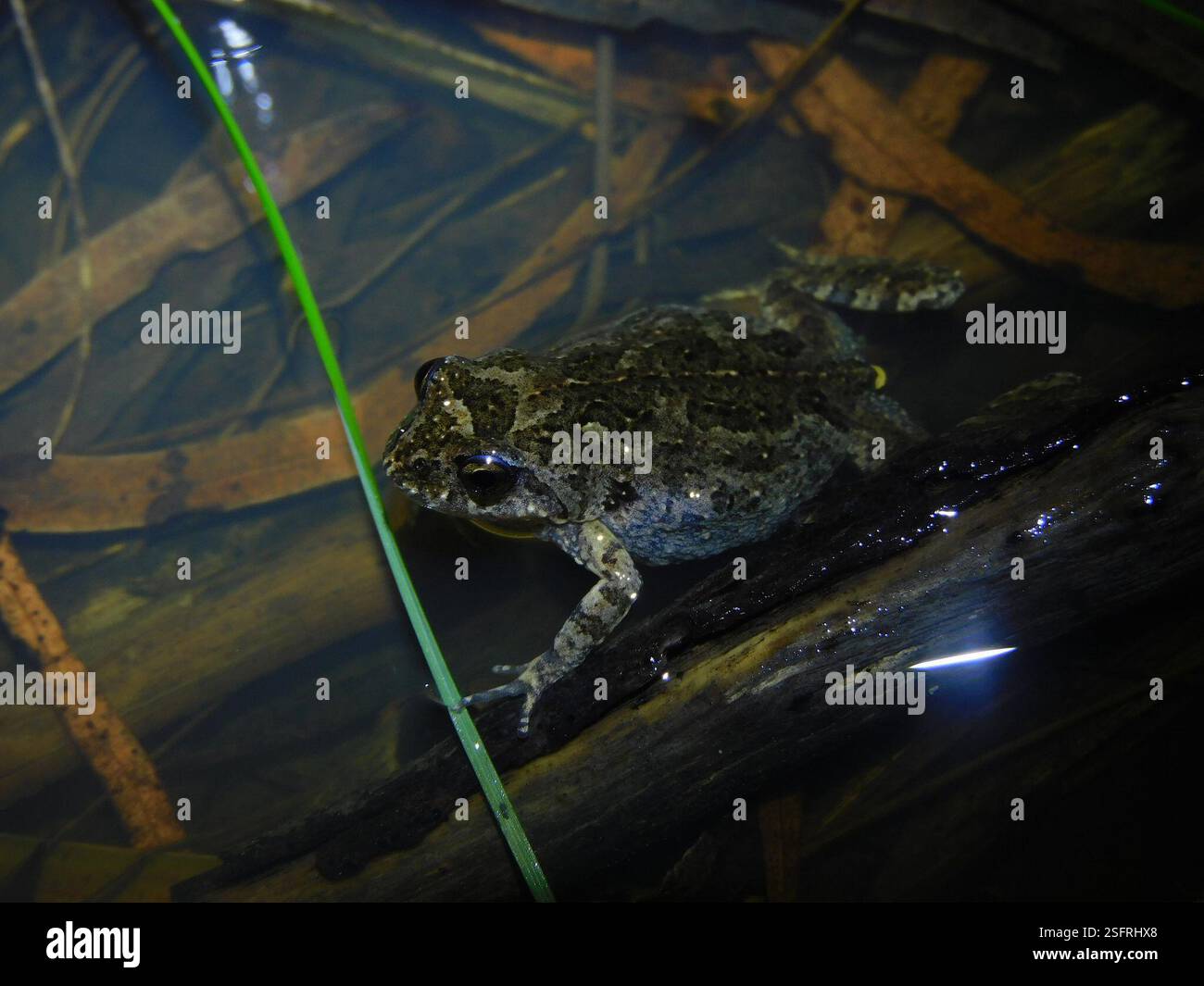 Common Eastern Froglet (Crinia signifera), Amphibia, Hobart TAS ...