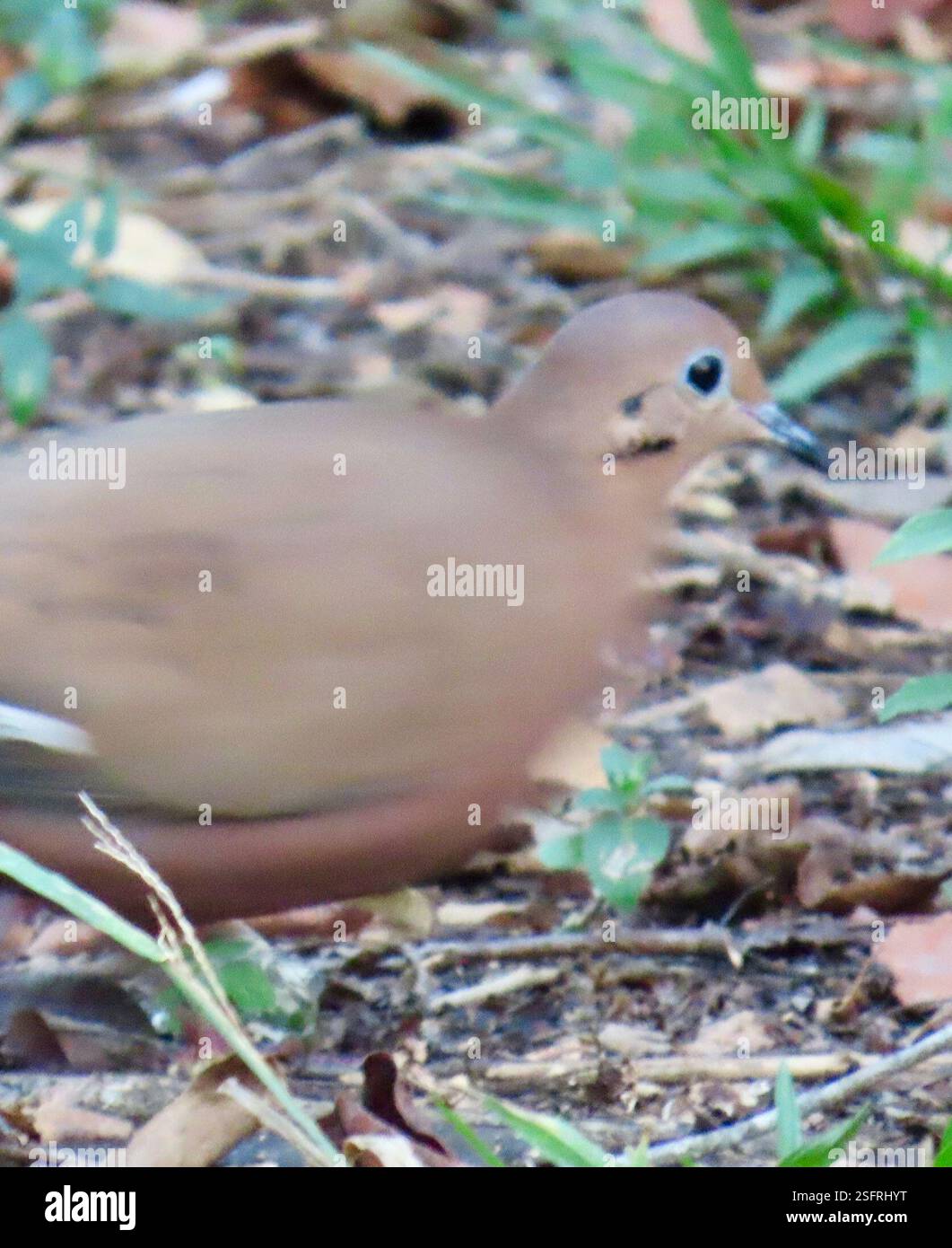 Zenaida Dove (Zenaida aurita), Aves, Carretera Playa Girón - Yaguaramas ...