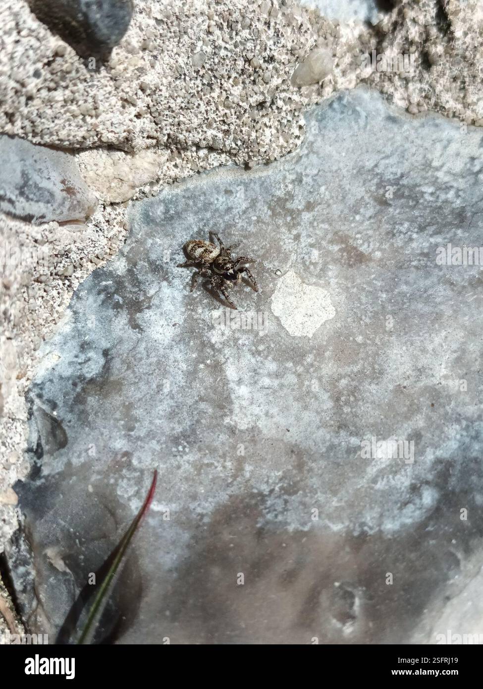 Zebra Jumping Spider (Salticus scenicus), Arachnida, Norfolk, UK, On a ...