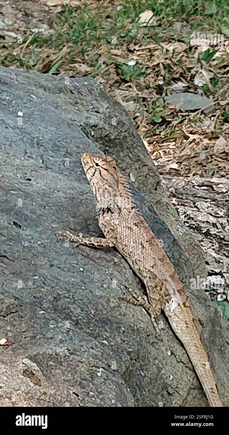 Oriental Garden Lizard (Calotes versicolor), Reptilia, Song Phi Nong ...