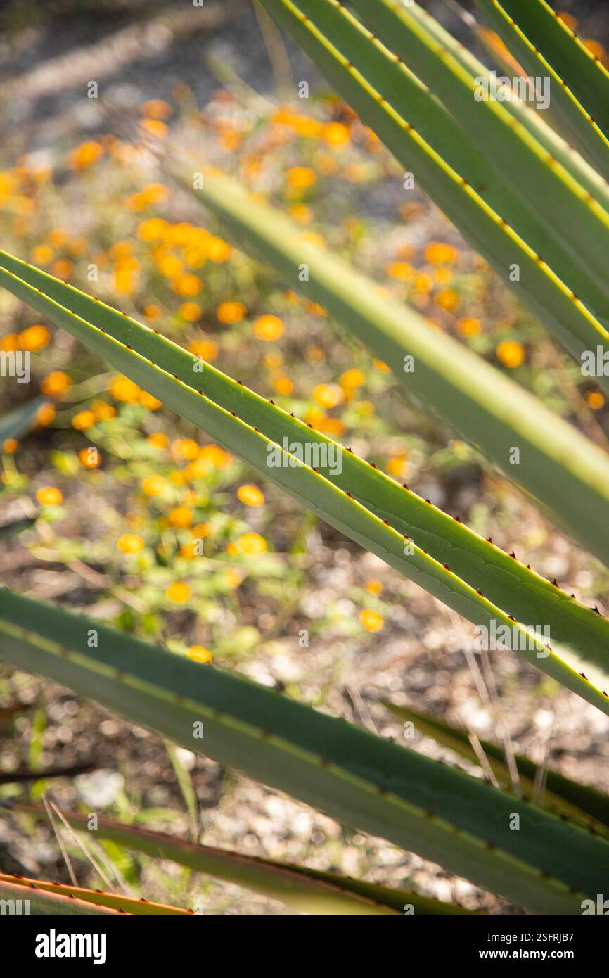 Wild maguey or agave plants on an organic plantation for the production ...