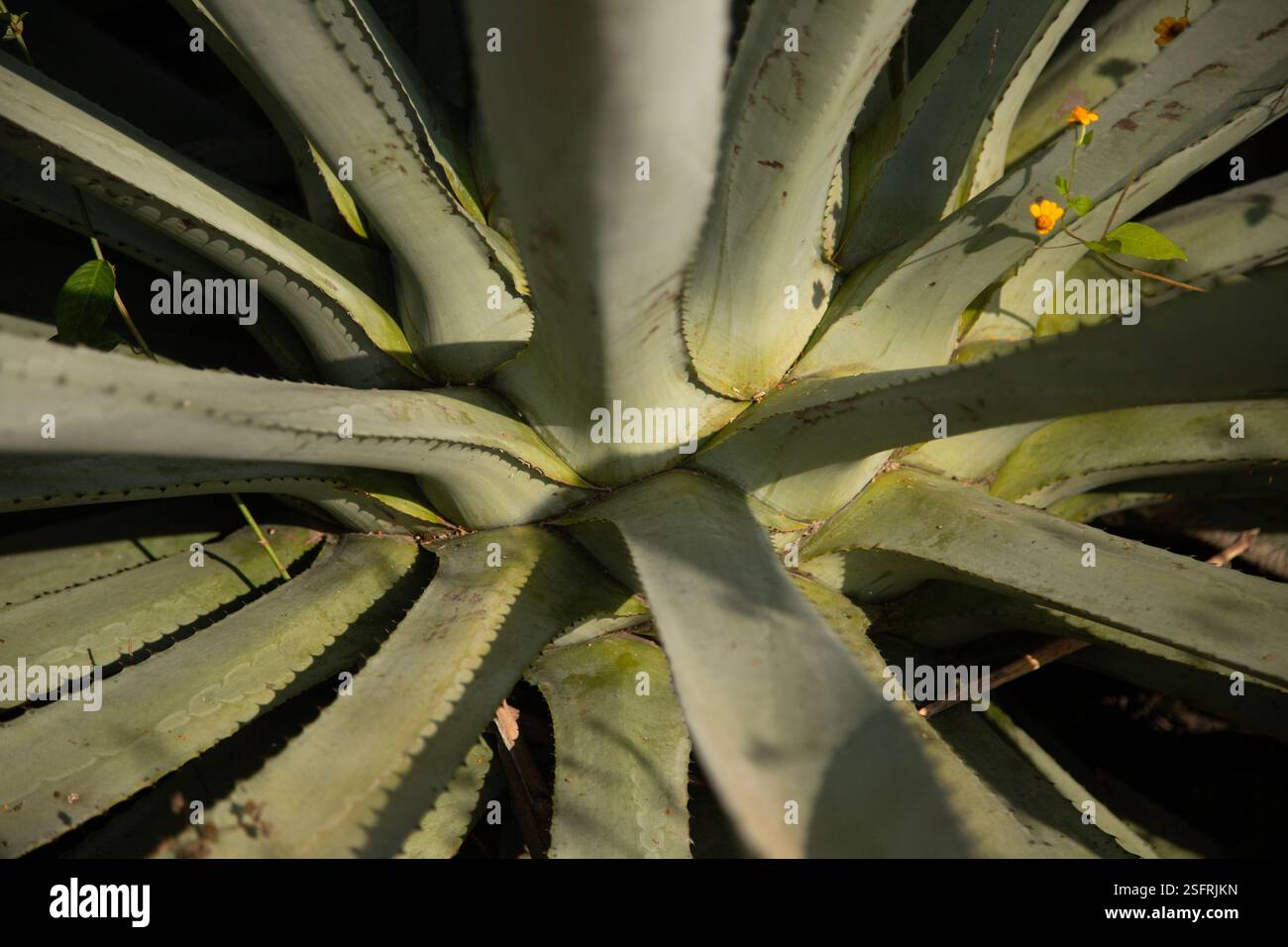 Wild maguey or agave plants on an organic plantation for the production ...