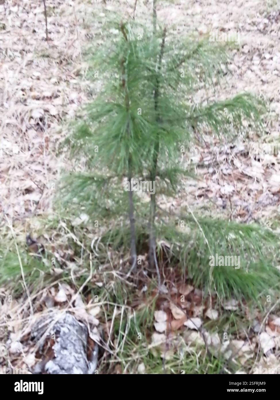 Siberian pine (Pinus sibirica), Plantae, Иркутская обл., Россия, 665490 ...