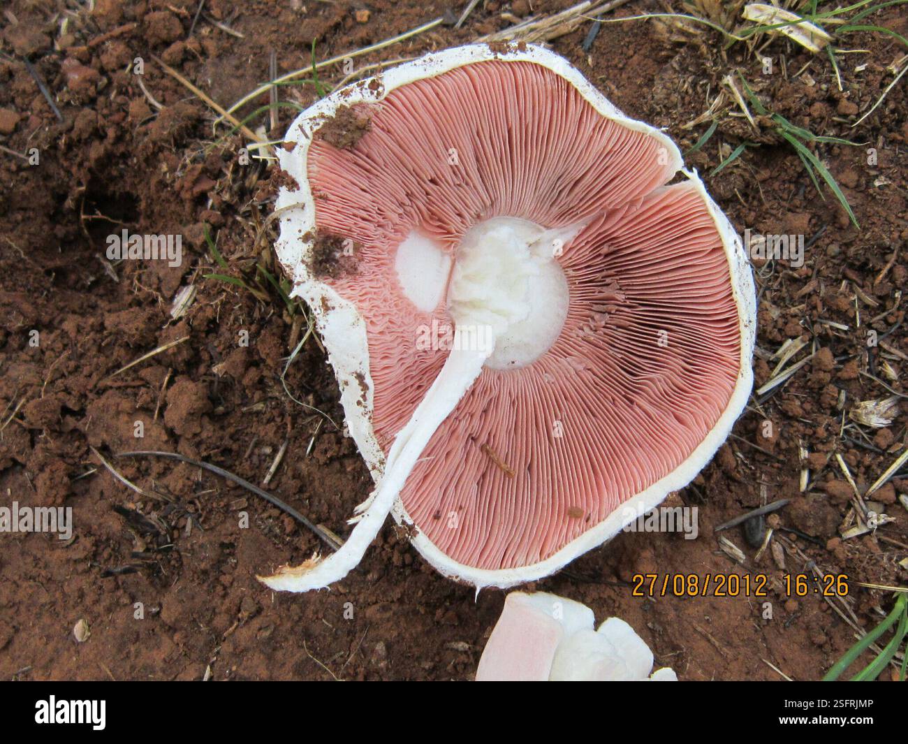 Meadow Mushroom (Agaricus campestris), Fungi, uMgungundlovu District ...