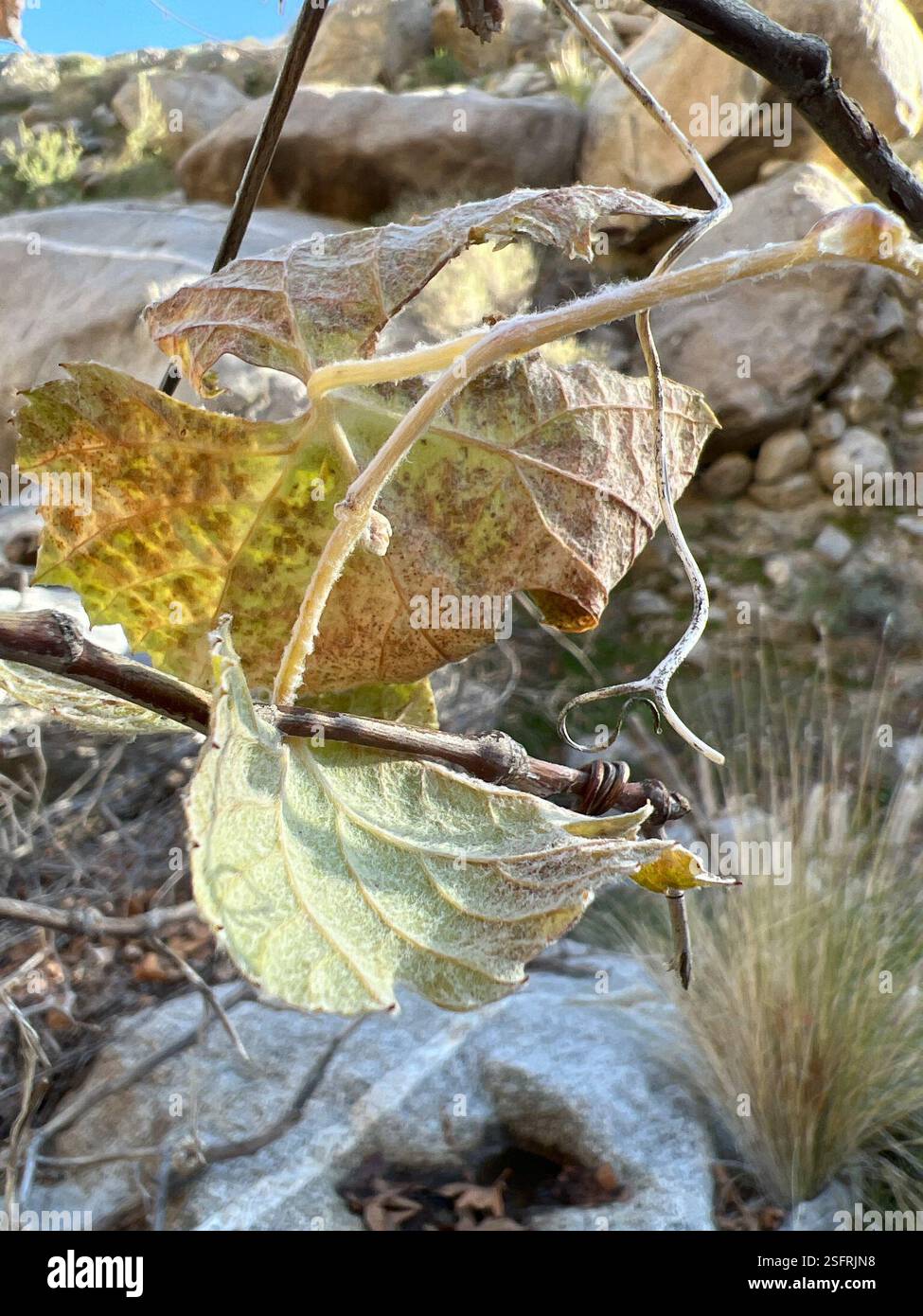 desert wild grape (Vitis girdiana), Plantae, Anza-Borrego Desert State ...