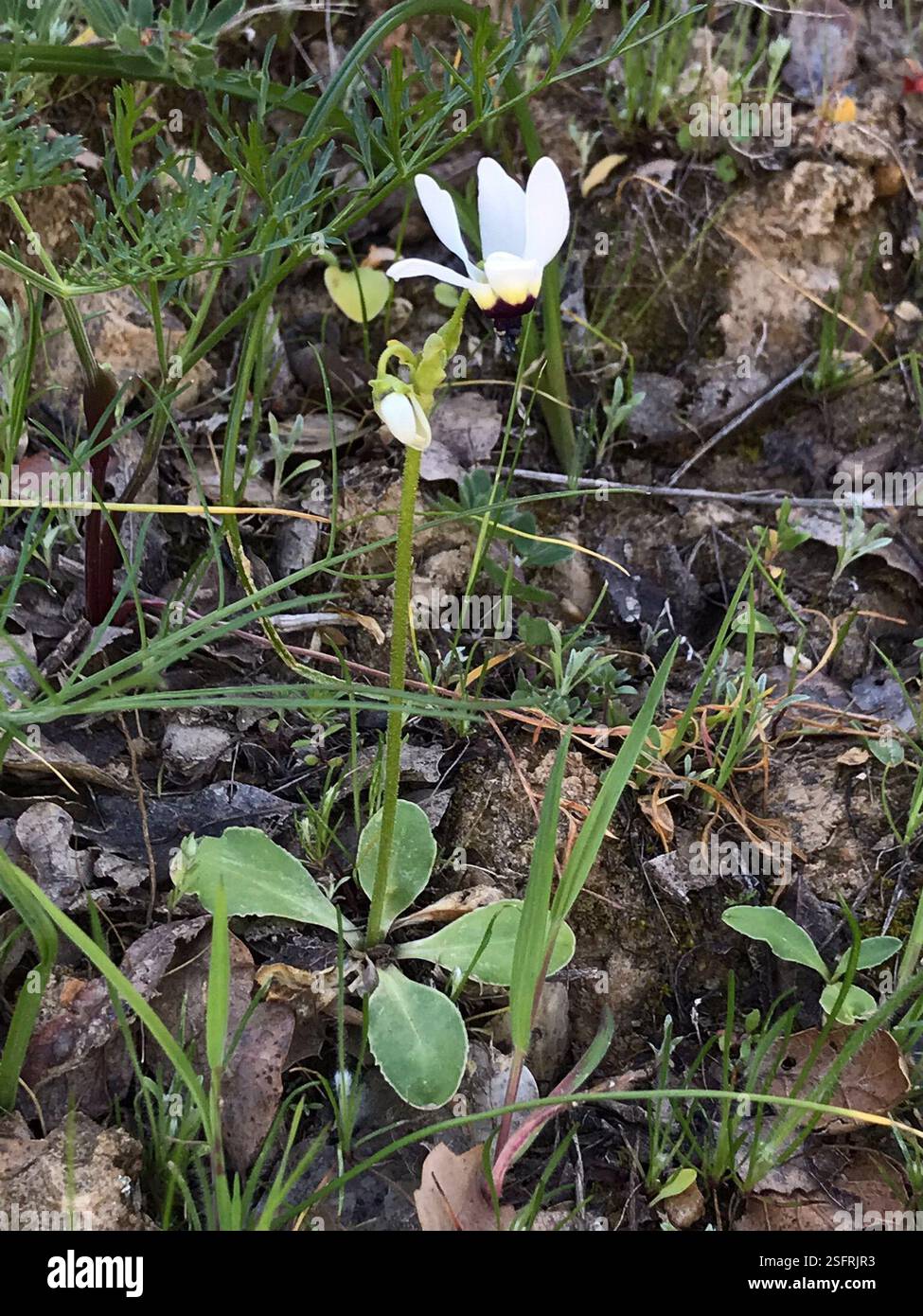 Padre's Shooting Star (Primula clevelandii), Plantae, Contra Costa ...