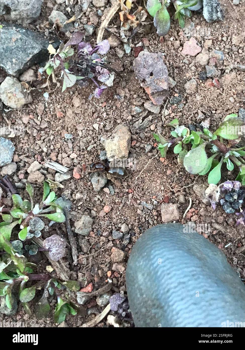 American Winter Ant (Prenolepis imparis), Insecta, Tilden Regional Park ...