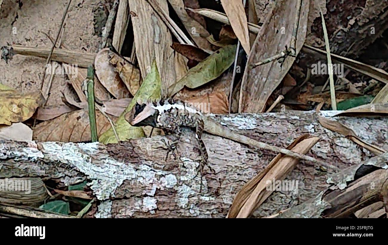 forest garden lizard (Calotes emma), Reptilia, Kaeng Krachan, Kaeng ...