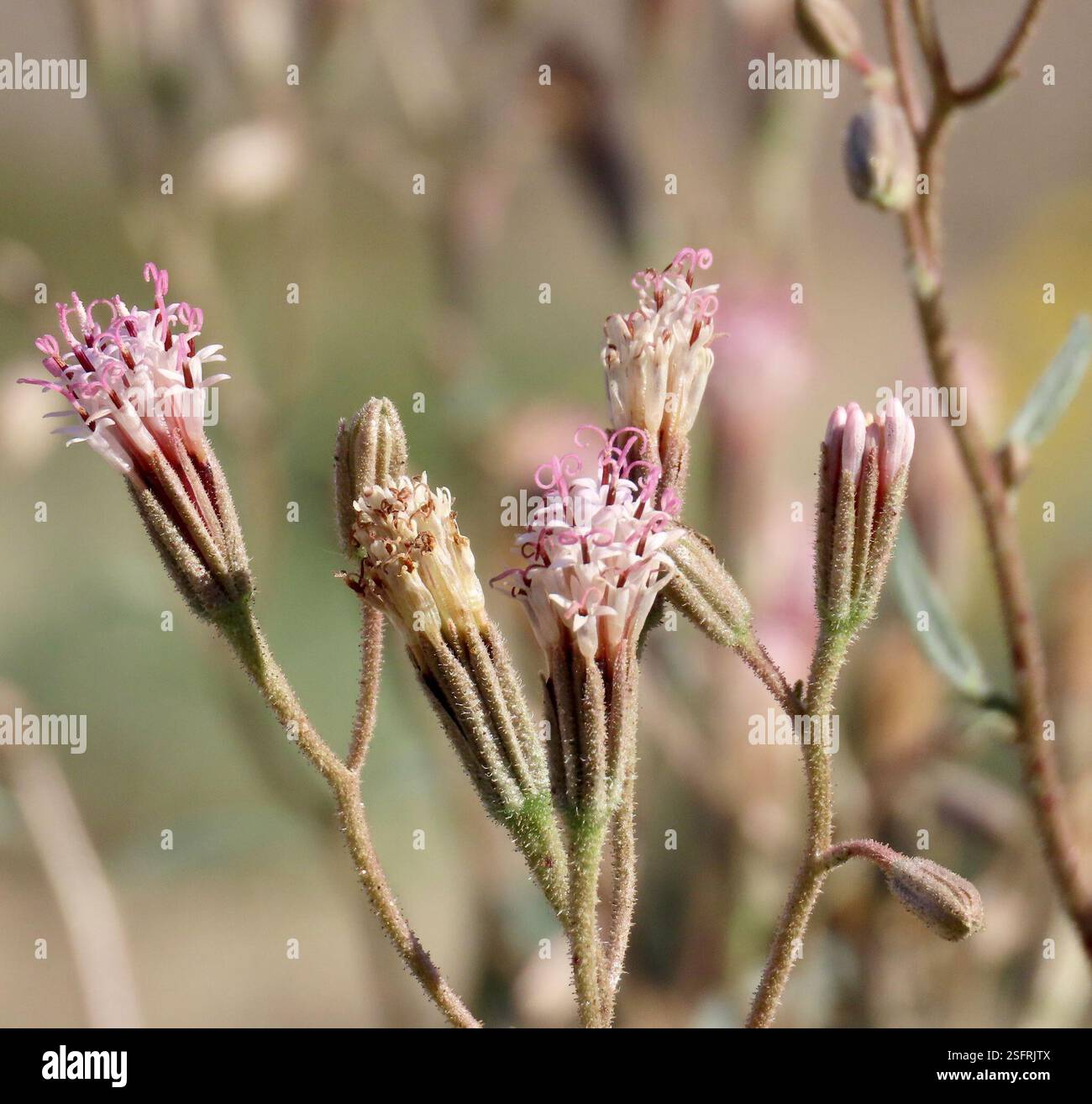 Desert Needles (Palafoxia arida arida), Plantae, Henderson Canyon Rd ...