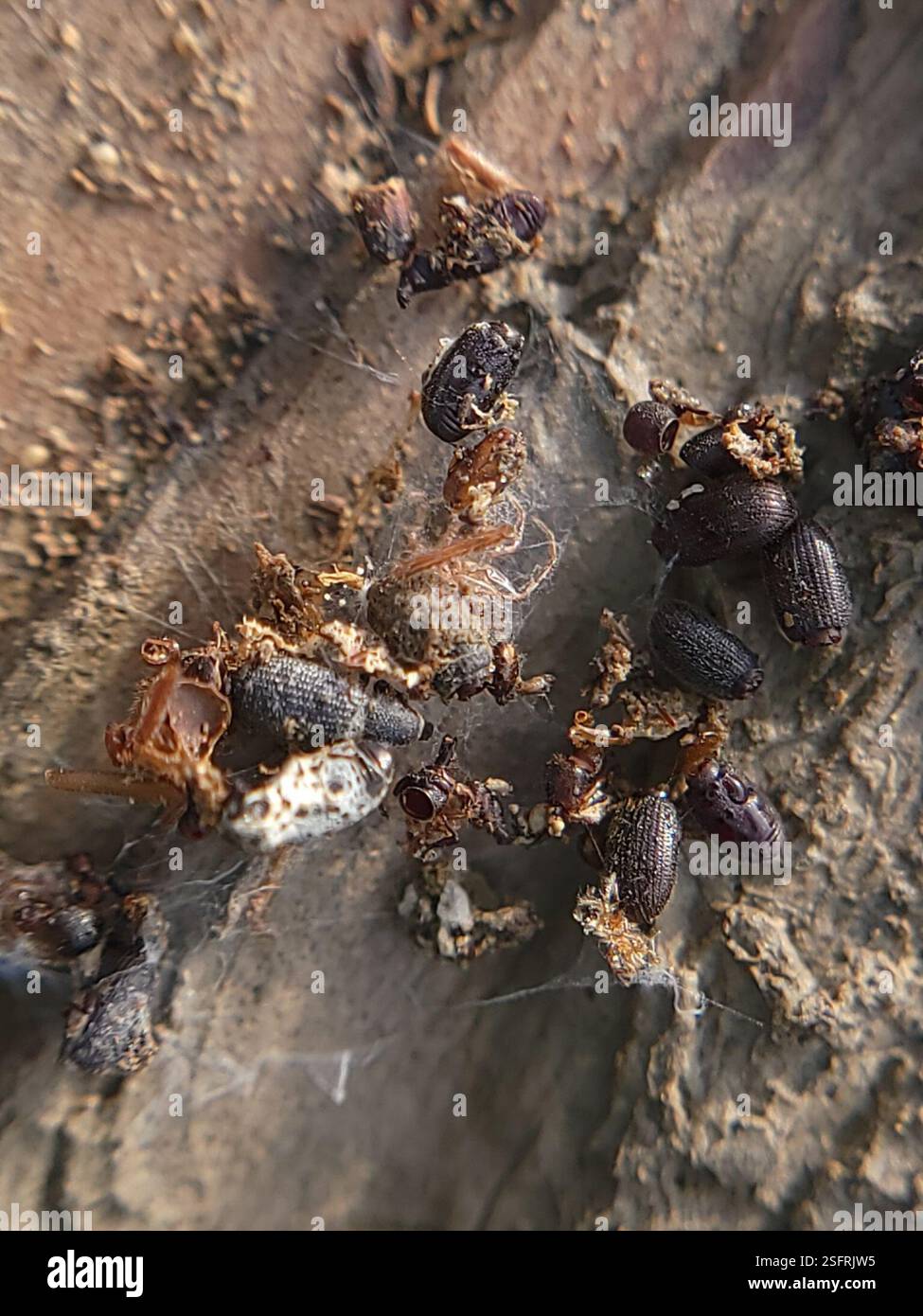 Broad-nosed Weevils (Entiminae), Insecta, Hayward, CA 94545, USA Stock ...