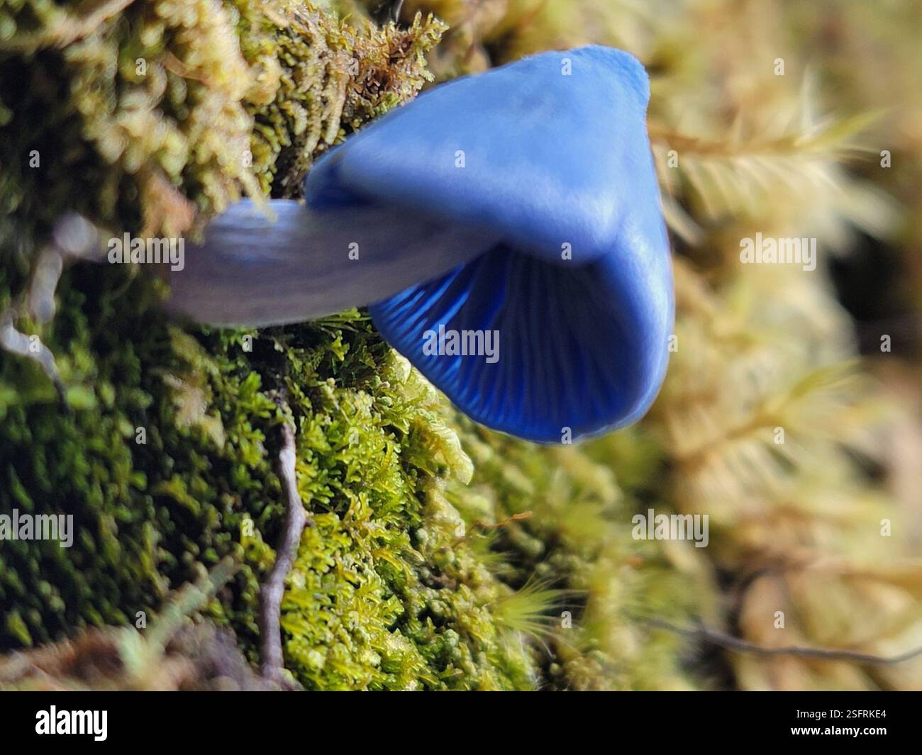 blue pinkgill (Entoloma hochstetteri), Fungi, Turiwhate 7875, New ...