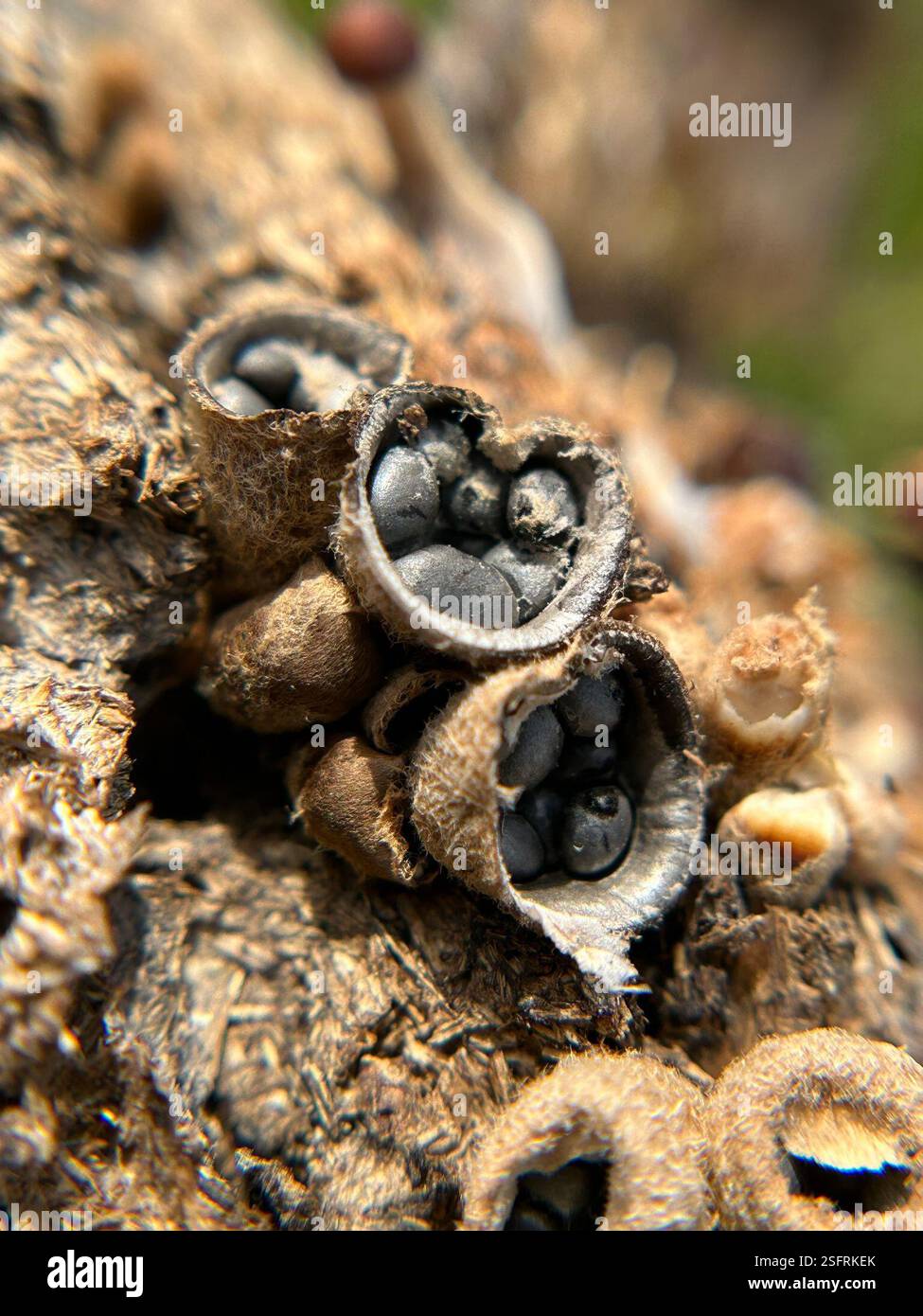 dung-loving bird's nest fungus (Cyathus stercoreus), Fungi, San Luis ...