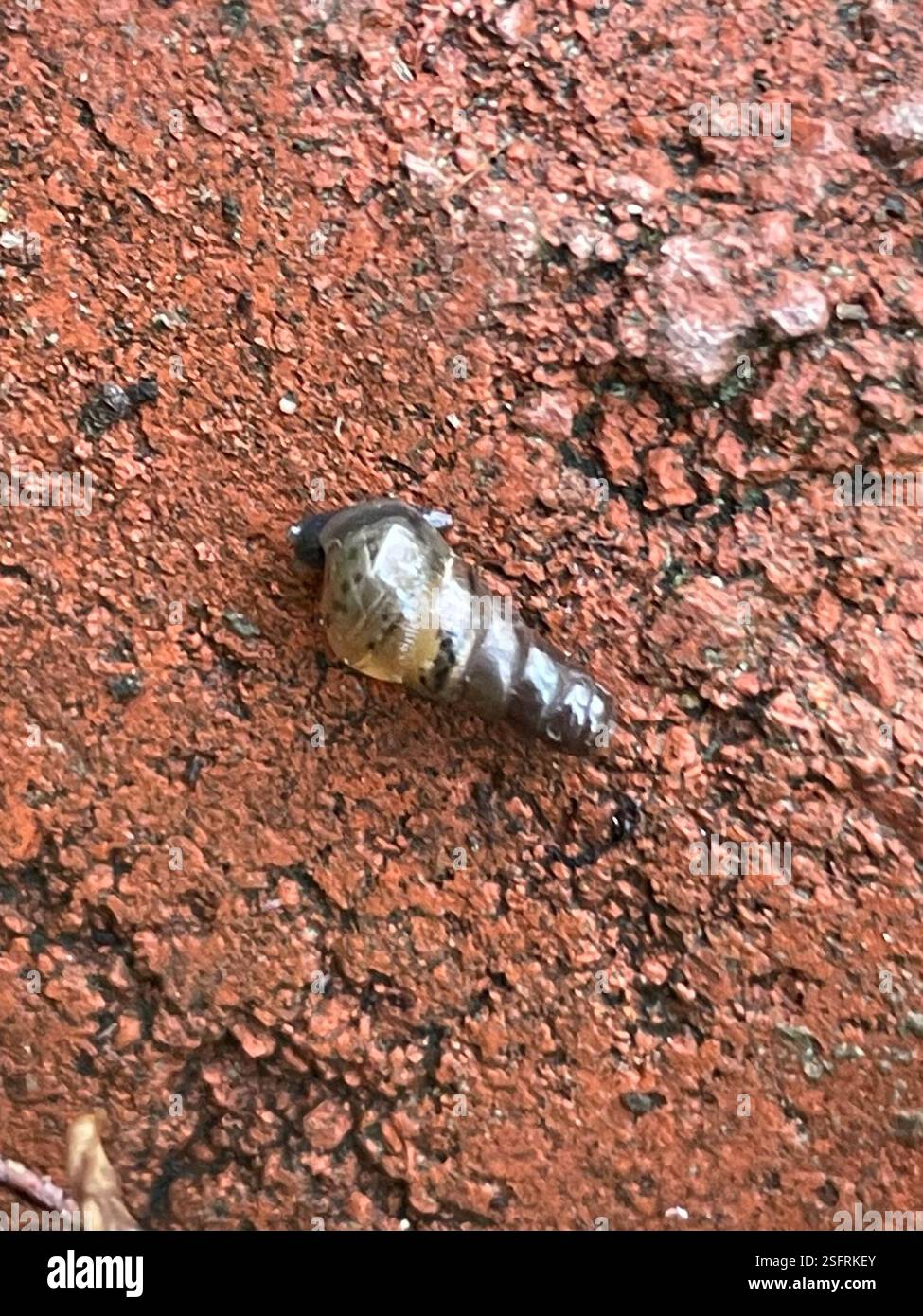 Decollate Snail (Rumina decollata), Mollusca, Camellia Dr, San Antonio ...