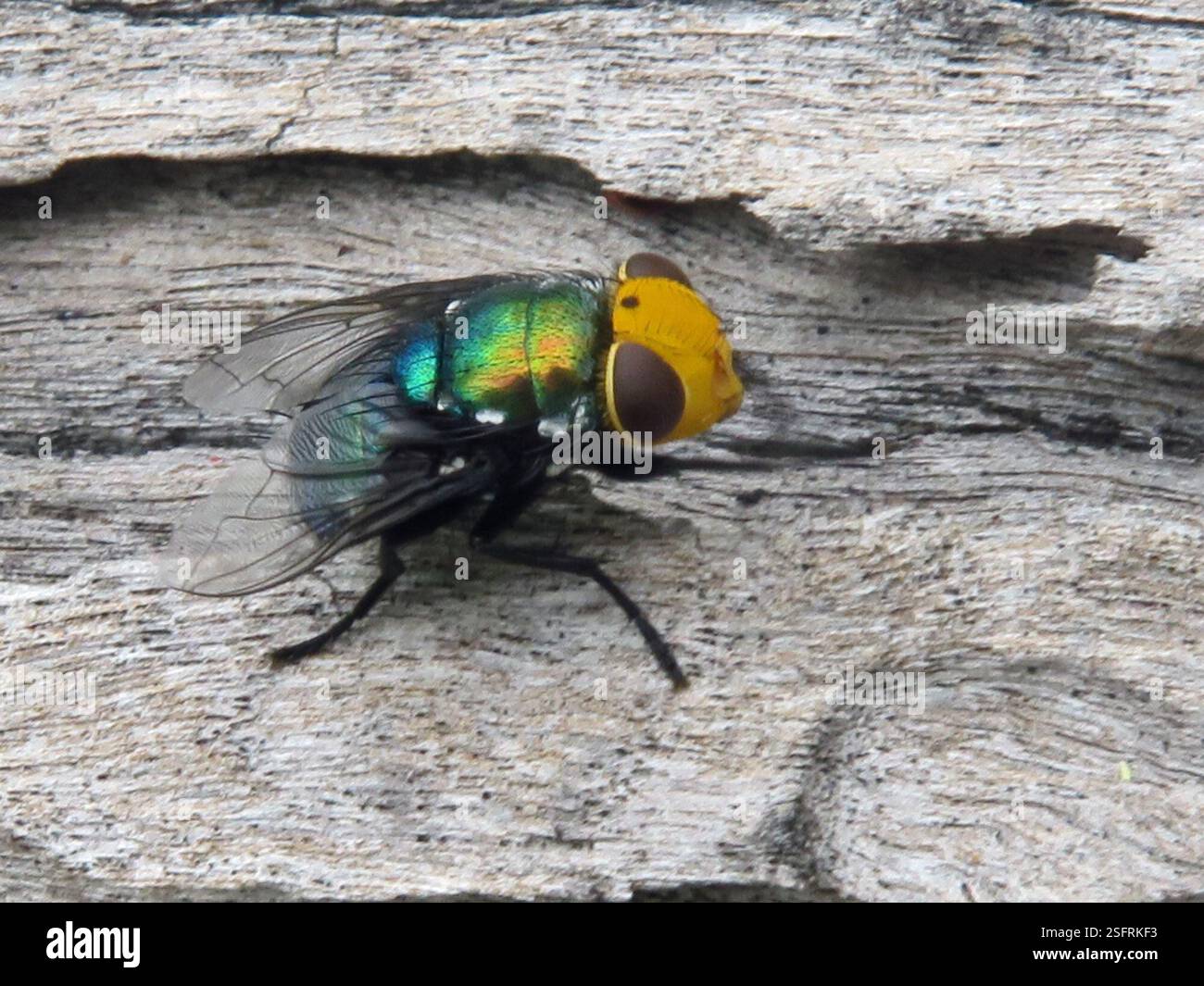 Yellow-Headed Snail Parasitic Blowfly (Amenia imperialis), Insecta ...