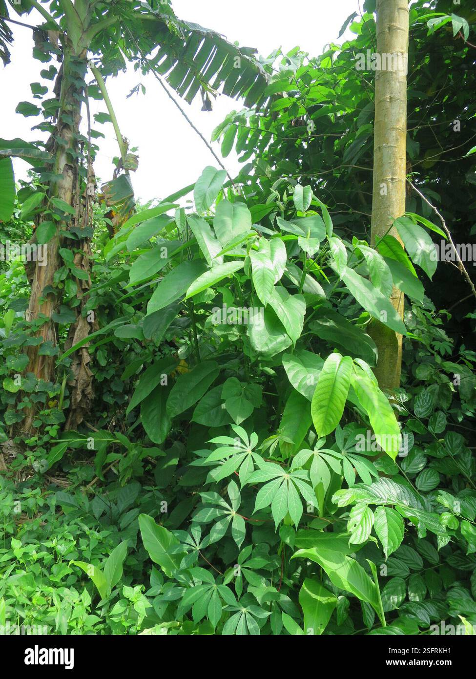 Panama rubber tree (Castilla elastica), Plantae, Mé-Zóchi, São Tomé e ...