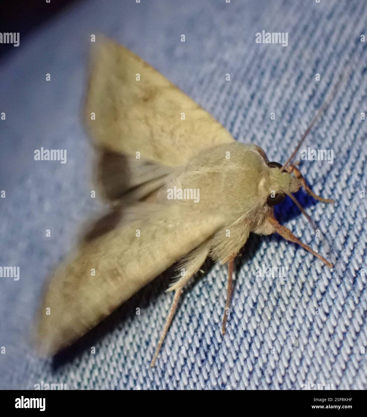 Cotton Bollworm Moth (Helicoverpa armigera), Insecta, Santo Antão, Cape ...