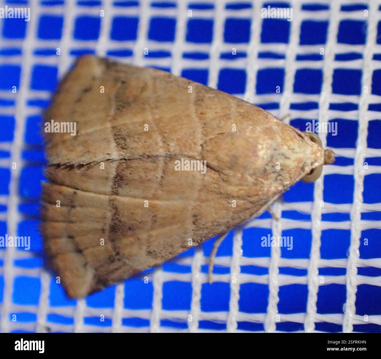 Owlet Moths and Allies (Noctuoidea), Insecta, Santo Antão, Cape Verde ...