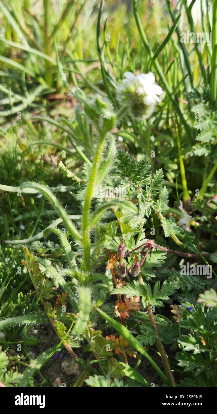 Clearwater cryptantha (Cryptantha intermedia), Plantae, Whitewater, CA ...