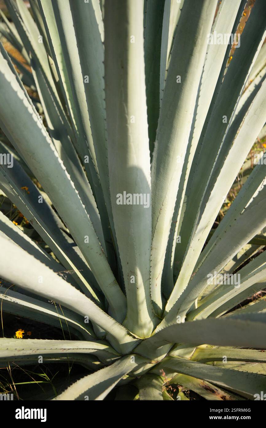 Wild maguey or agave plants on an organic plantation for the production ...