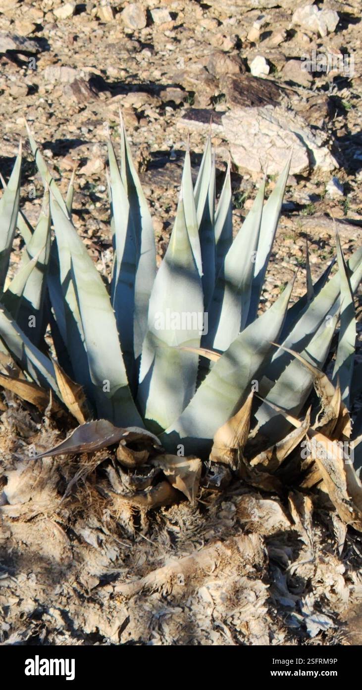 desert agave (Agave deserti), Plantae, Palm Desert, CA 92260, USA Stock ...